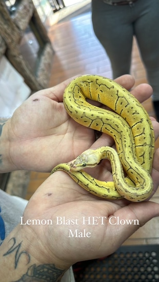 Lemon Blast HET Clown Ball Python by Freddys reptiles