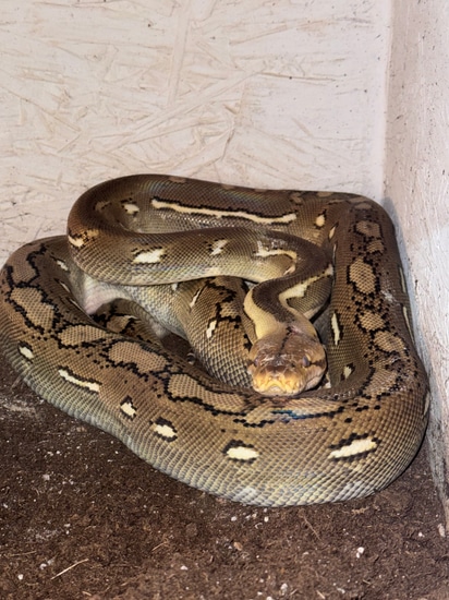 Phantom Tiger Reticulated Python by Freddys reptiles