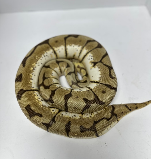 Pastel Bumblebee Spider Het Calico Ball Python by Freddys reptiles