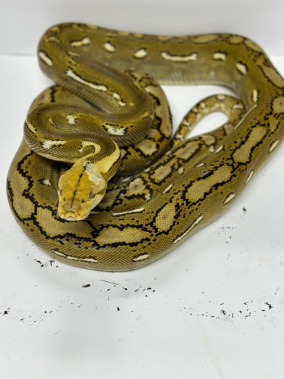 Phantom Tiger Reticulated Python by Freddys reptiles