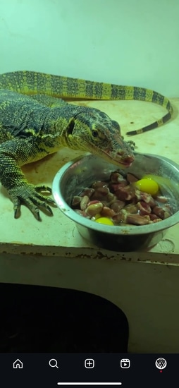 Adult Female Tamed Sumatran Water Monitor by Freddys Reptiles