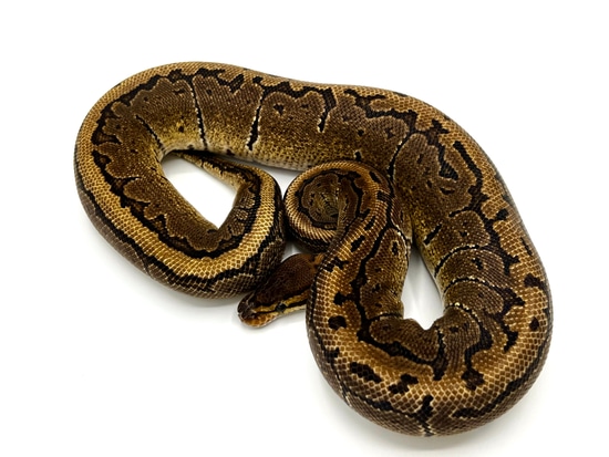 Nanny Carnage Pinstripe Ball Python by F n’ A Balls