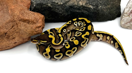 Mojave Asphalt (Guaranteed) RTB No Reserve Ball Python by F n’ A Balls