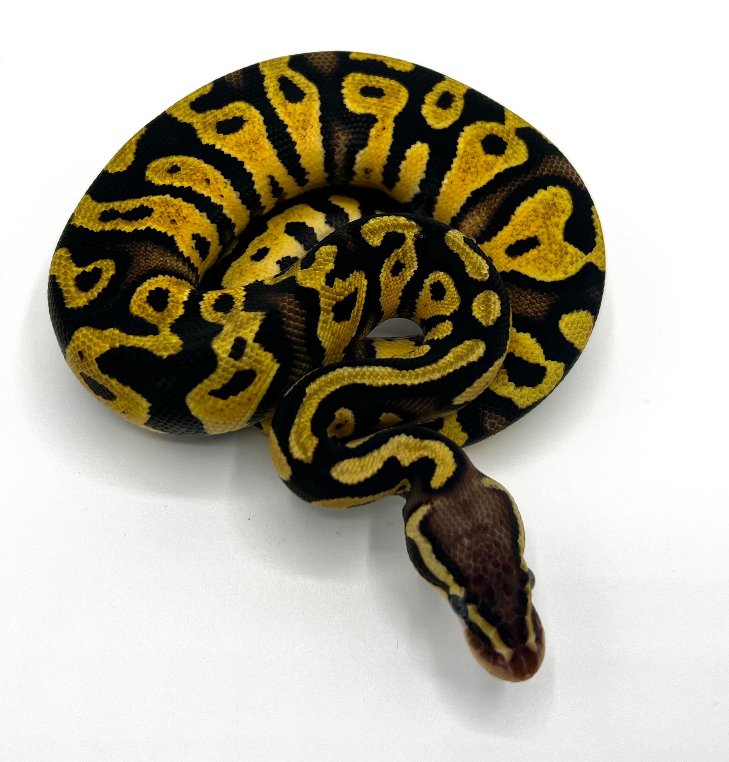 Pastel Enchi YB Het DG Ball Python by F n’ A Balls - MorphMarket