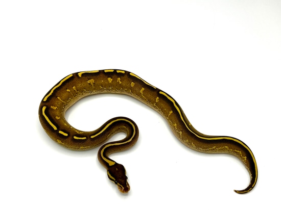 Mojave Freeway RTB No Reserve Ball Python by F n’ A Balls