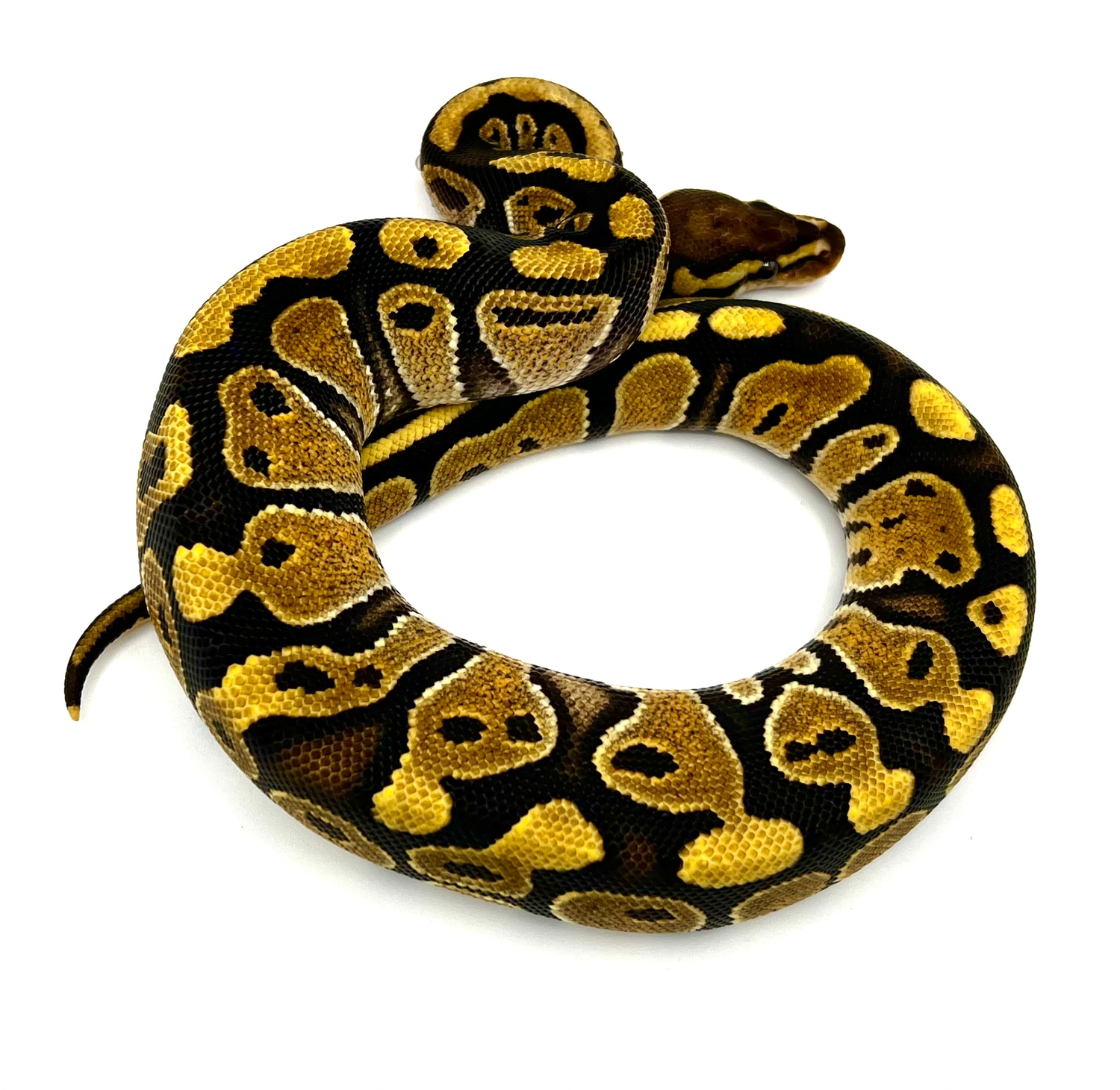 Vanilla/Fire Ball Python by F n’ A Balls - MorphMarket