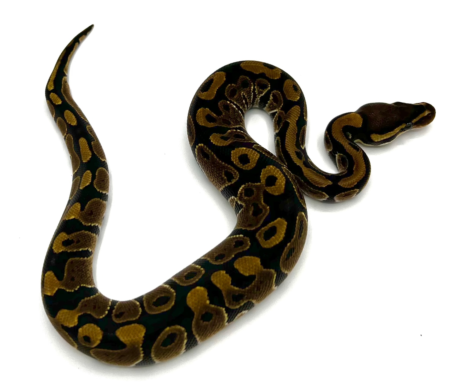 DH DG Hypo Ball Python by F n’ A Balls - MorphMarket