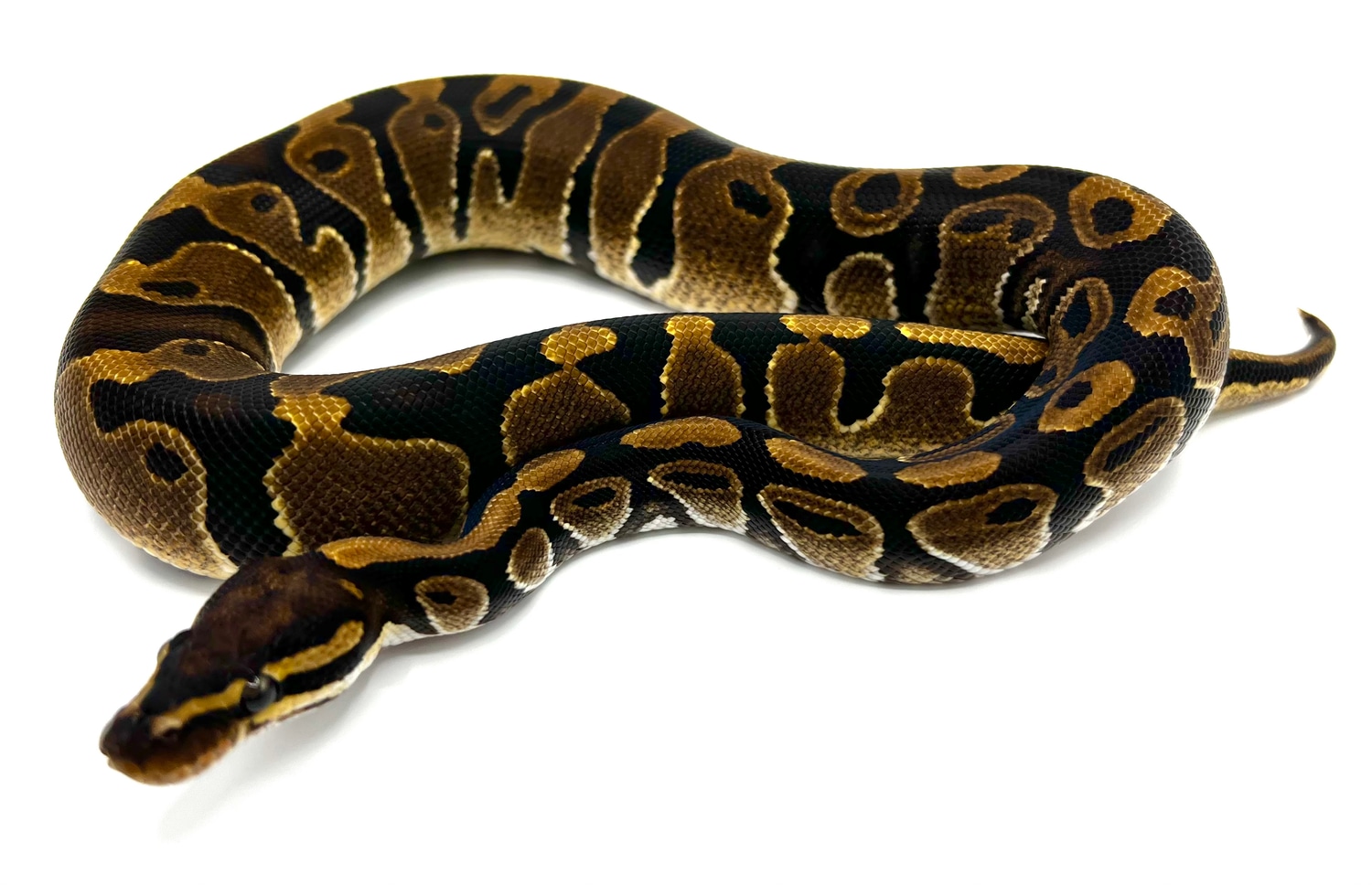 DH Hypo Pied Ball Python by F n’ A Balls - MorphMarket