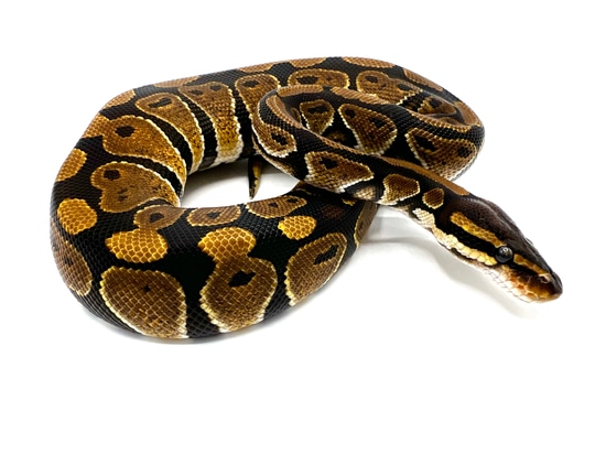 Het DG Ball Python by F n’ A Balls
