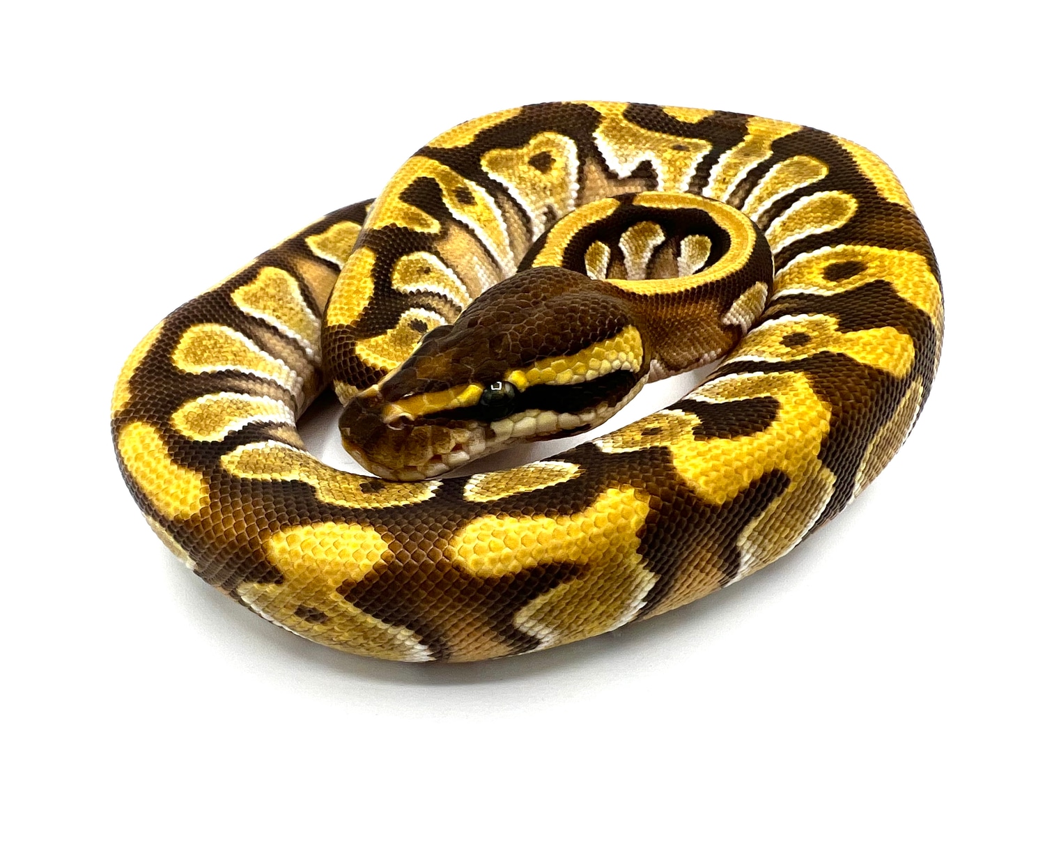 Mochi Het DG Ball Python by F n’ A Balls - MorphMarket