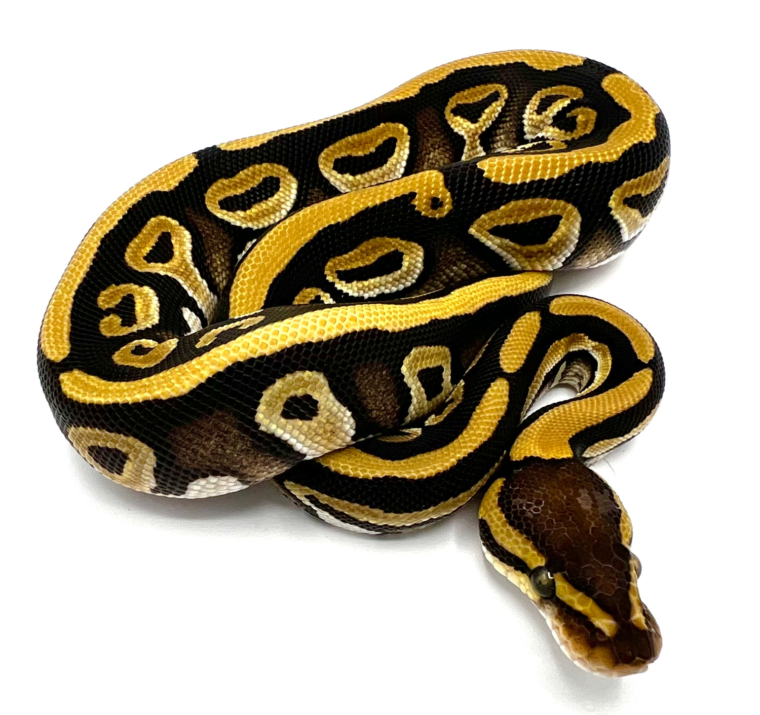 Phantom TH Albino Clown G Stripe Ball Python by F n’ A Balls - MorphMarket