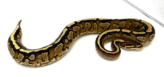 Parkway Ball Python by F n’ A Balls