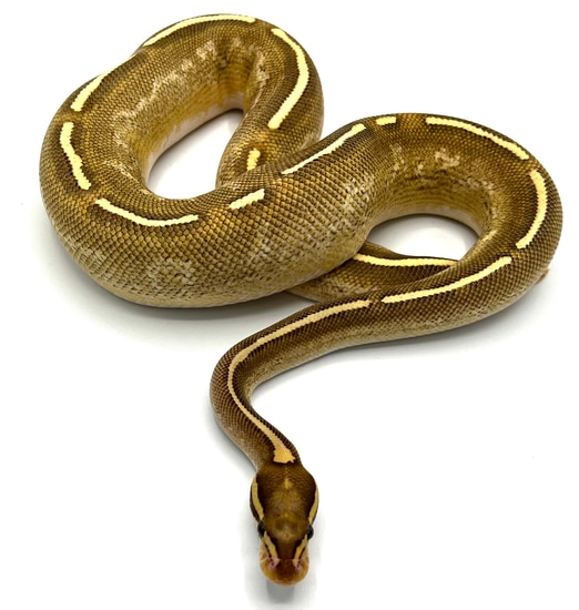 Fire Mojave Freeway Ball Python by F n’ A Balls