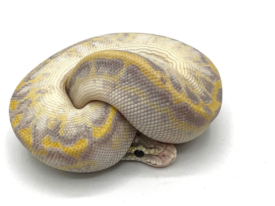 Pastel Enchi Silky Way (Leopard Super YB) Ball Python by F n’ A Balls