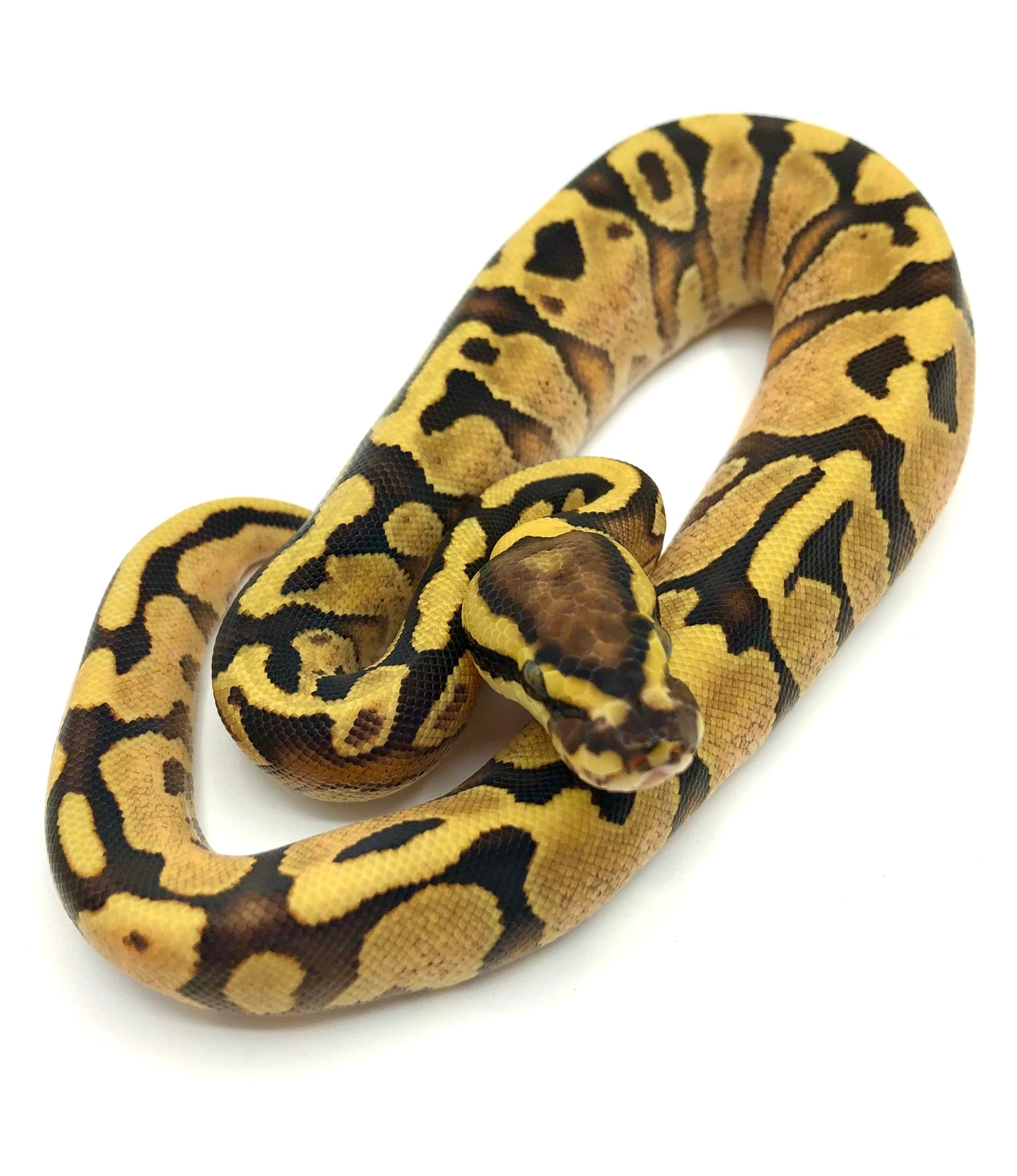 Vanilla Enchi Asphalt Ball Python by F n’ A Balls - MorphMarket