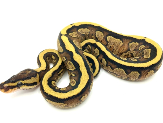 Enchi Parkway (Asphalt & Specter) No Reserve! Ball Python by F n’ A Balls
