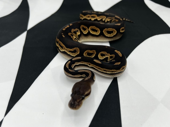 Black Head Cinnamon Pos. Nanny Het Clown Ball Python by F n’ A Balls