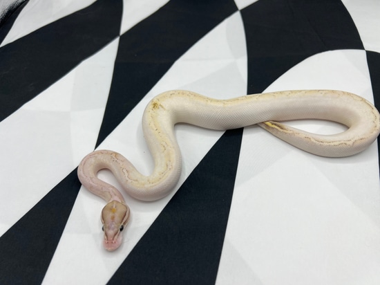 Bamboo Calico Pastel Pinstripe Freeway Ball Python by F n’ A Balls