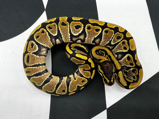 Asphalt Free Shipping Ball Python by F n’ A Balls