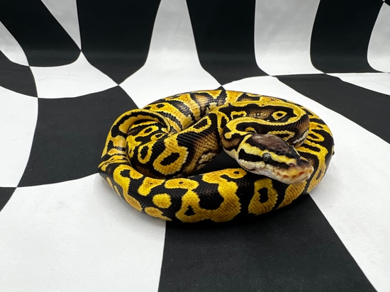 Pastel Asphalt Het Clown Ball Python by F n’ A Balls