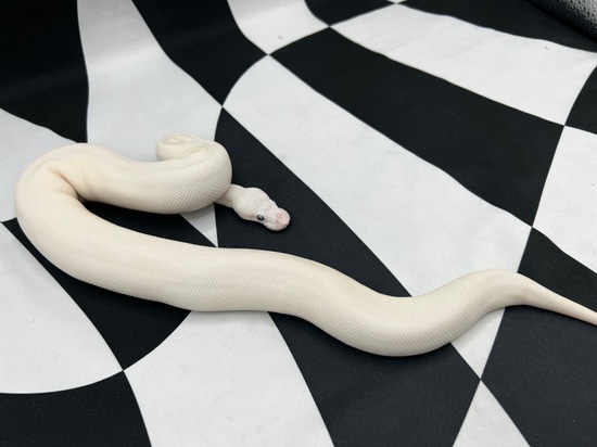 Phantom Lesser Het Clown Pos Cinnamon Pos Pastel Pos Banana Pos Black ...