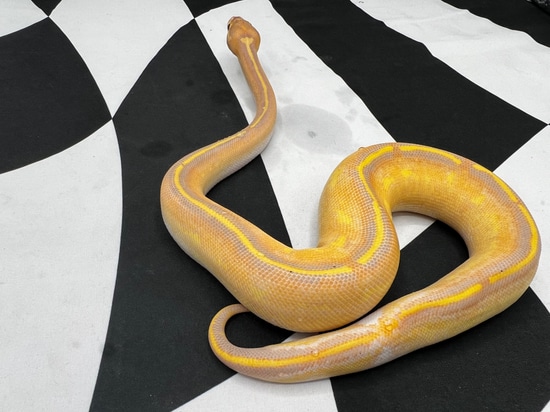 Banana Freeway FREE SHIPPING Ball Python by F n’ A Balls