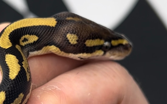 Phantom Leopard Het Clown Ball Python by F n’ A Balls