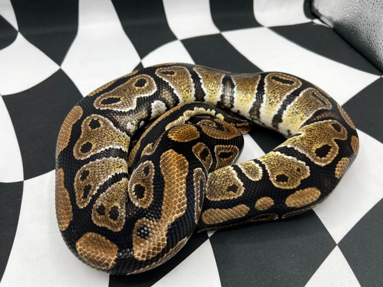 Het Clown Proven FREE SHIPPING Ball Python by F n’ A Balls