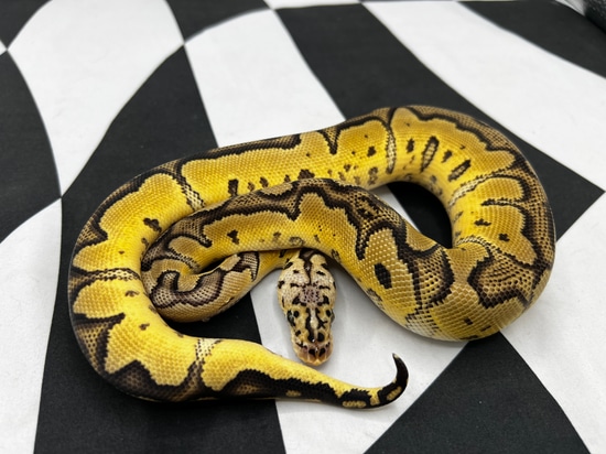 Pastel Clown Prob. Keyhole 50% Het Hypo Ball Python by F n’ A Balls