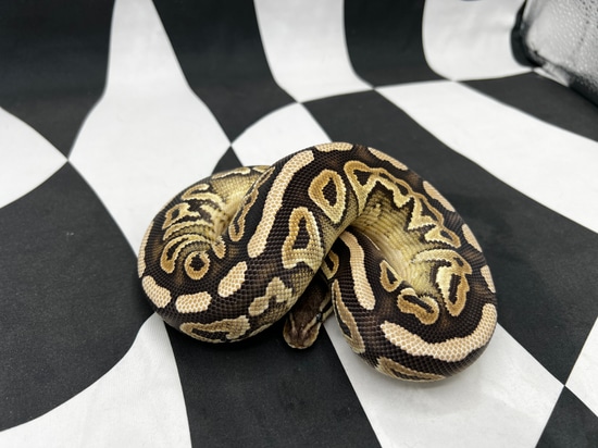 Phantom Cinnamon Het Clown Ball Python by F n’ A Balls