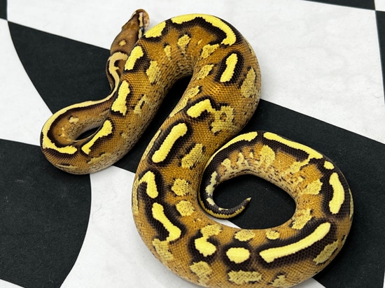 Asphalt Spark (Road Rage) Ball Python by F n’ A Balls