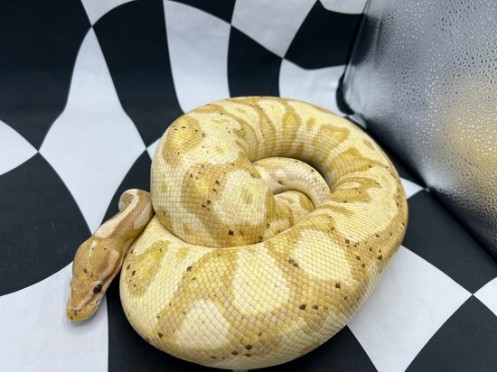 Banana Leopard Specter Proven Ball Python by F n’ A Balls