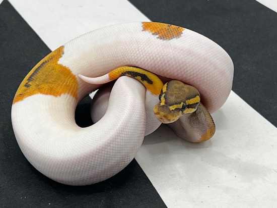 Orange Ghost Hypo Pied Ball Python by F n’ A Balls