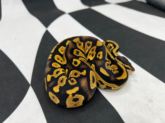 Pastel Black Head Het Clown Ball Python by F n’ A Balls