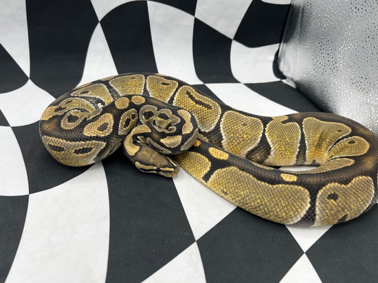 Orange Ghost Hypo Ball Python by F n’ A Balls