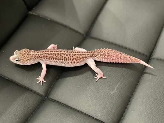 Hyper Xanthic Super Galaxy Pied (JMG Reptile) Leopard Gecko by VVC Reptiles