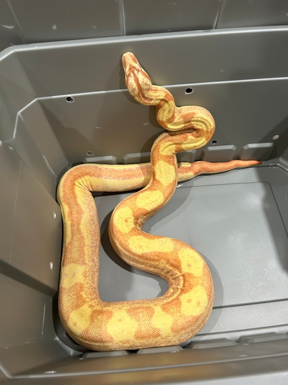 Sunglow Roswell Laddertail Jungle Motley Boa Constrictor by FBR Snake ...