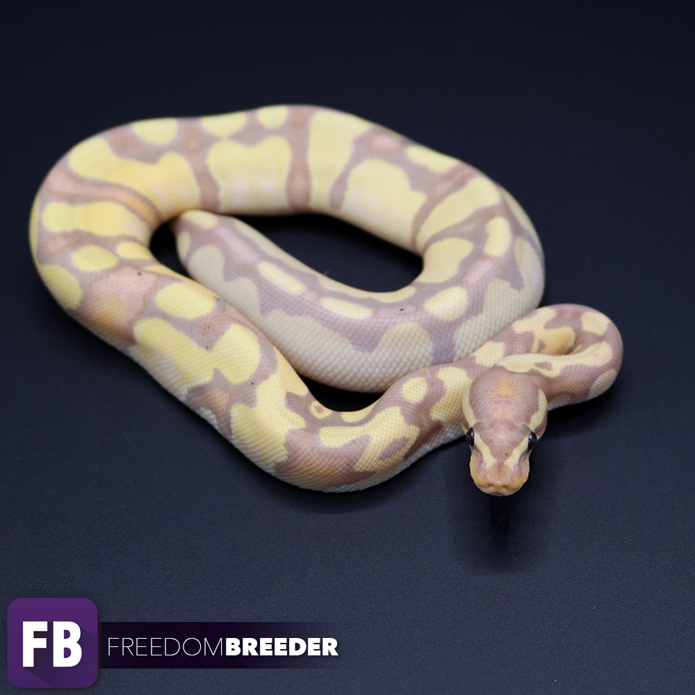 Orange Dream Coral Glow 100% Het Pied Ball Python by Freedom Breeder ...