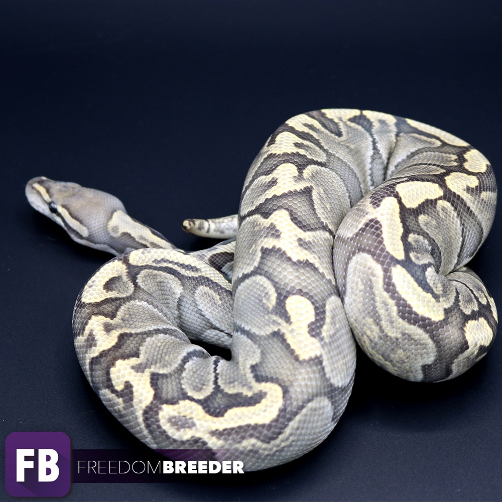 GHI Ghost Ball Python by Freedom Breeder - MorphMarket