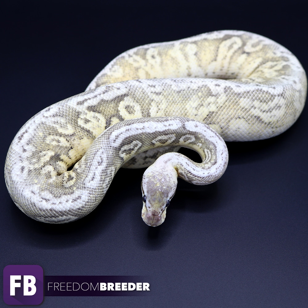 Darth Fader Ball Python by Freedom Breeder - MorphMarket
