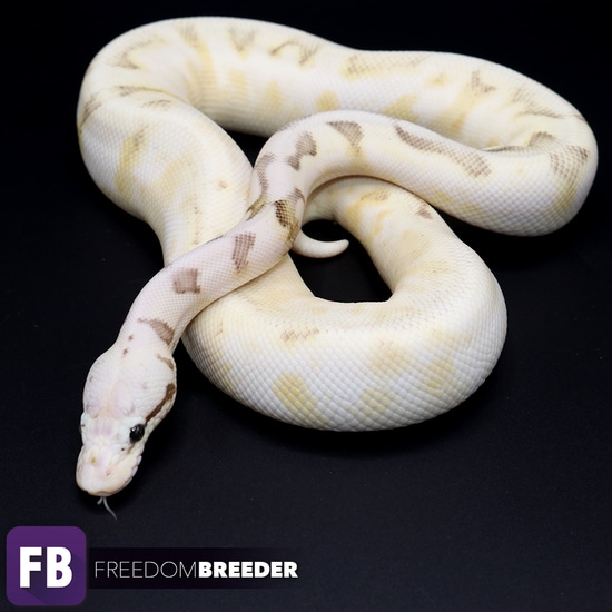 Killerbee Fire Calico Pinstripe Ball Python by Freedom Breeder