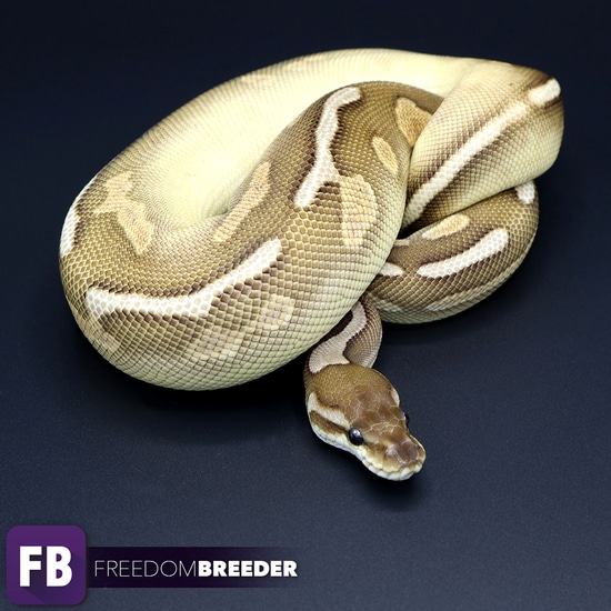 Cinnamon Lesser Calico Yellowbelly Ball Python by Freedom Breeder