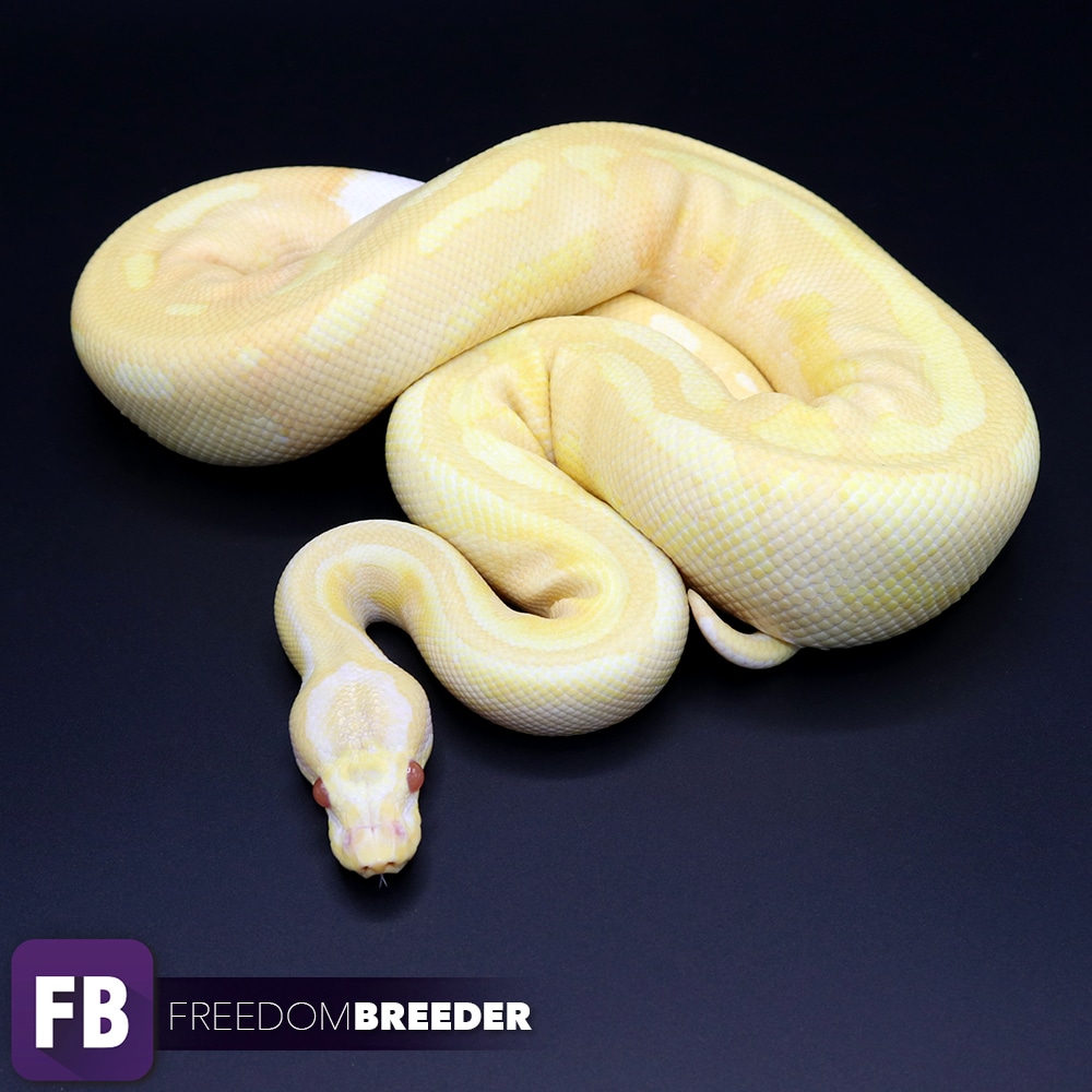 Albino Pied Ball Python by Freedom Breeder - MorphMarket