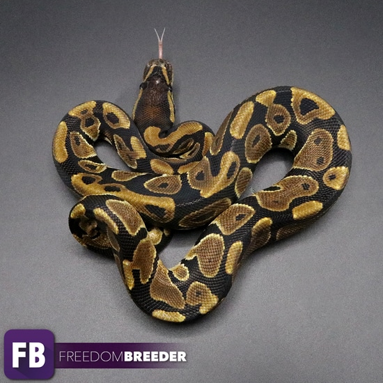 S6 African Import Ball Python by Freedom Breeder