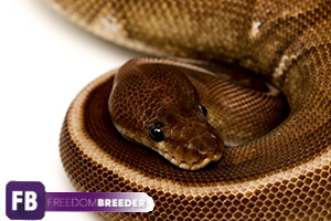 GHI Red Spectrum Fader Ball Python by Freedom Breeder - MorphMarket