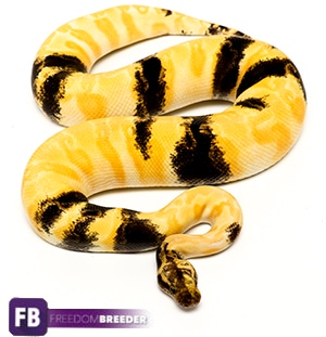 Starburst Ball Python by Freedom Breeder