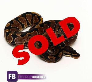 Flare Ball Python by Freedom Breeder