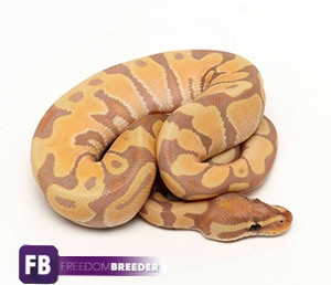 Coral Glow Orange Dream Ball Python by Freedom Breeder