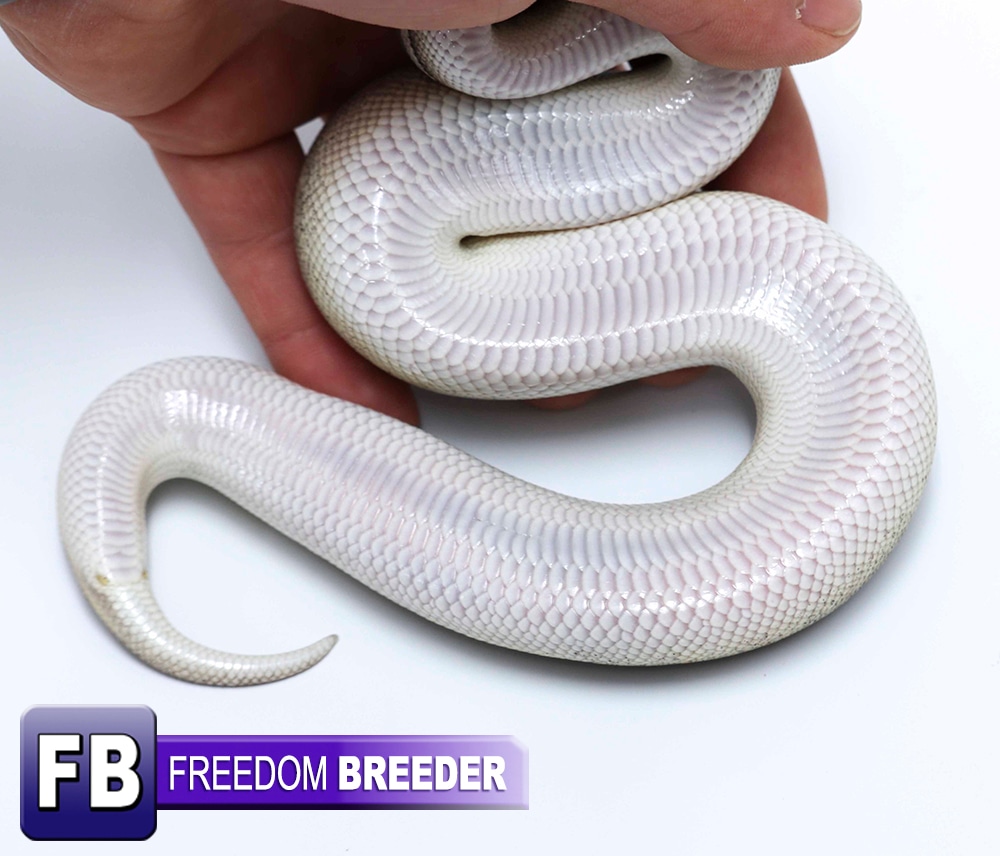 Cinnamon Pewter Calico Leopard Mojave Poss Het Pied Ball Python by ...