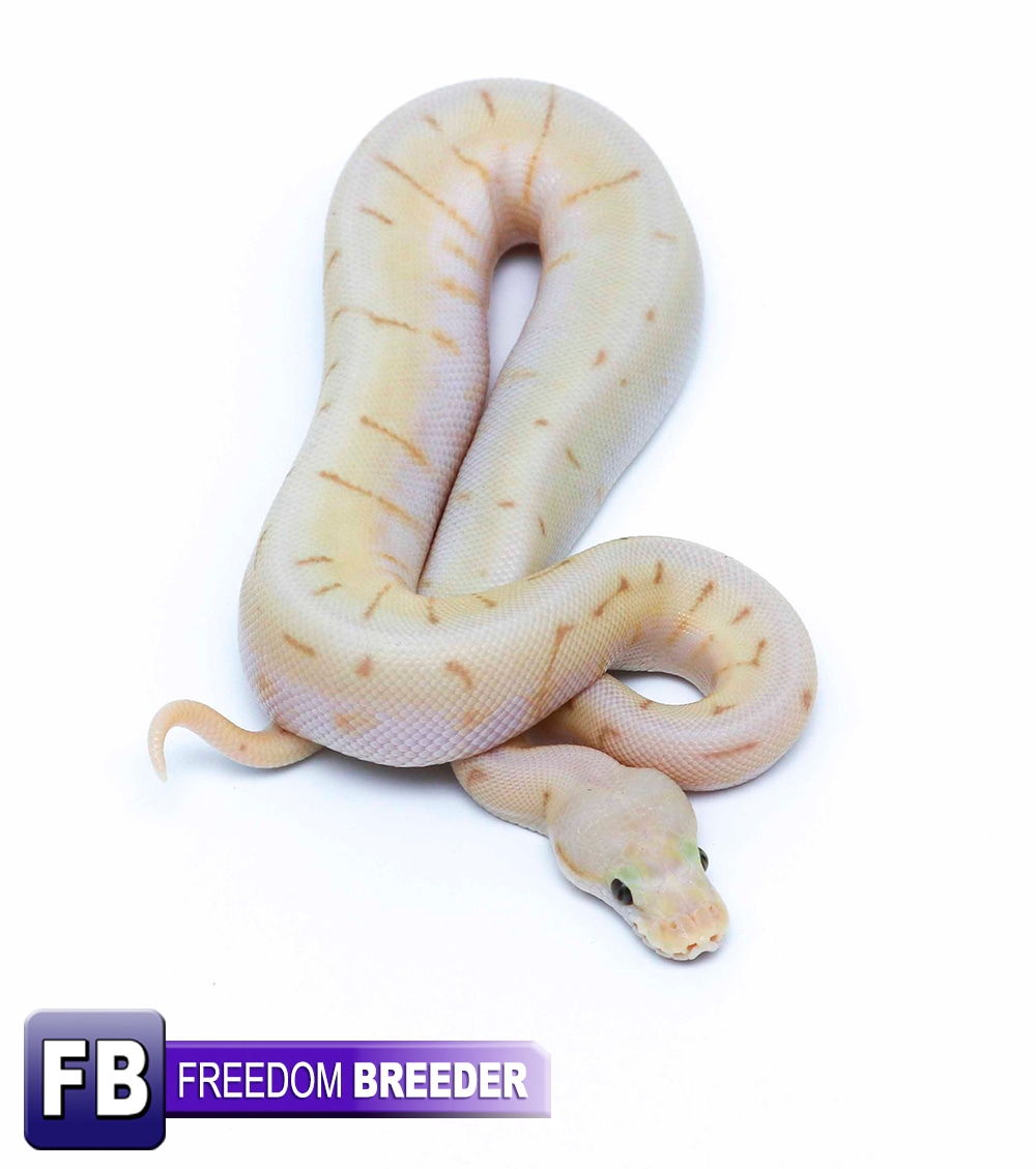 Bumblebee Pinstripe Enchi Calico Coral Glow Poss Yellowbelly Ball ...